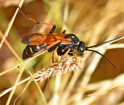 Cryptocheilus ichneumonoides · iNaturalist