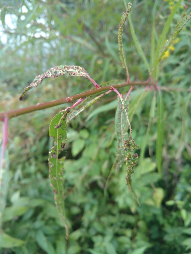Willow Bead Gall Mite from Galestown, MD, USA on September 18, 2020 at ...