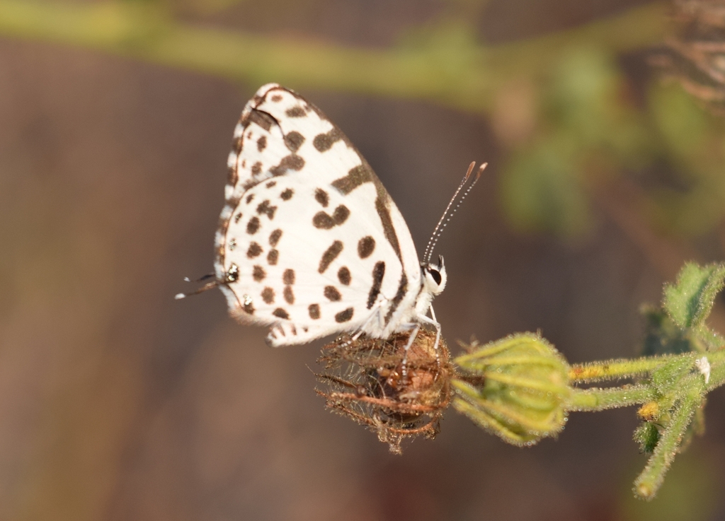 Common Pierrot from Pocharam Wildlife Sanctuary on January 20, 2018 at ...