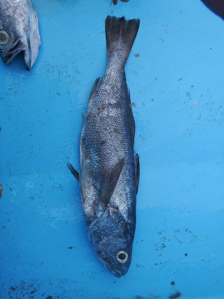 corvineta gallinita (bahia de los angeles por SNIB) · iNaturalist