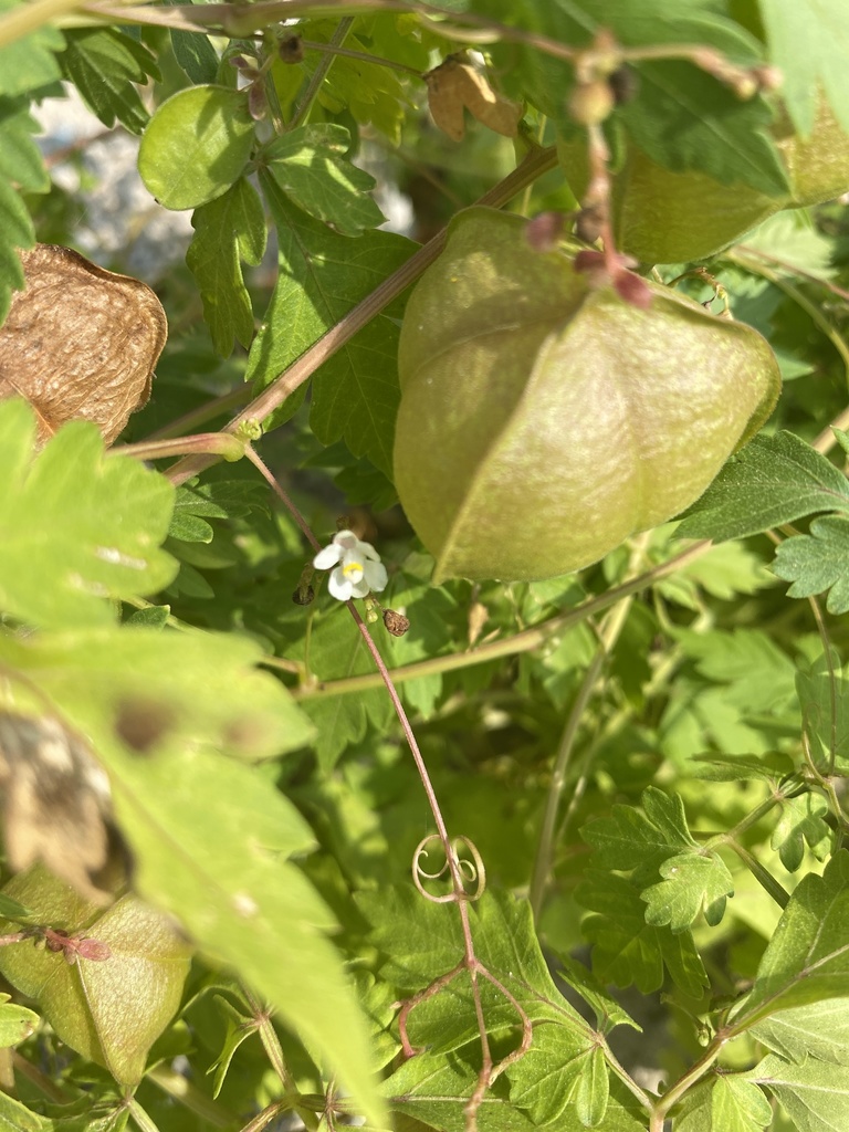 Lesser Balloon Vine from Garland, TX, US on September 18, 2020 at 03:28 ...
