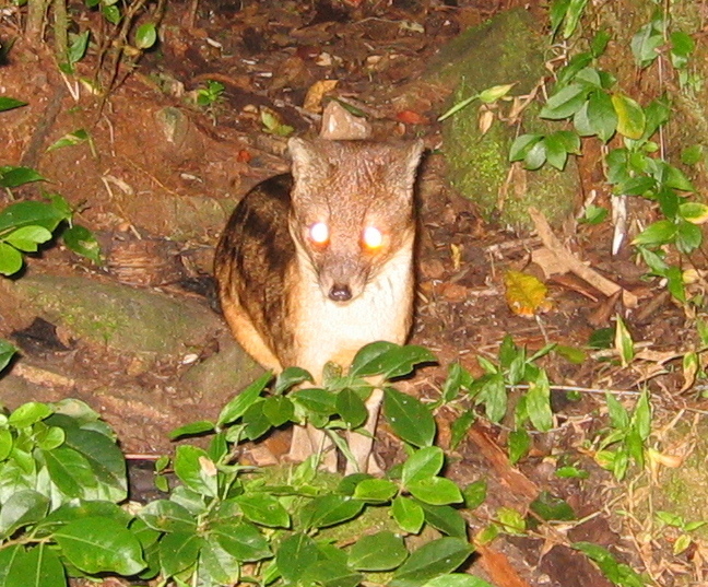Malagasies (Fossa) - Know Your Mammals