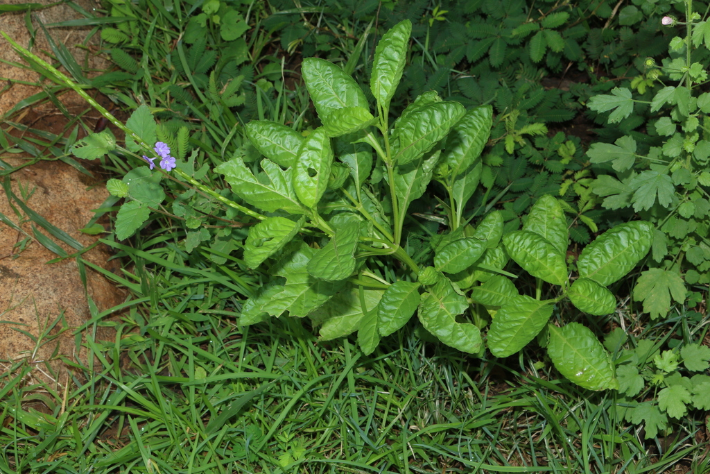 Blue Porterweed (Stachytarpheta jamaicensis) - Botanical Realm
