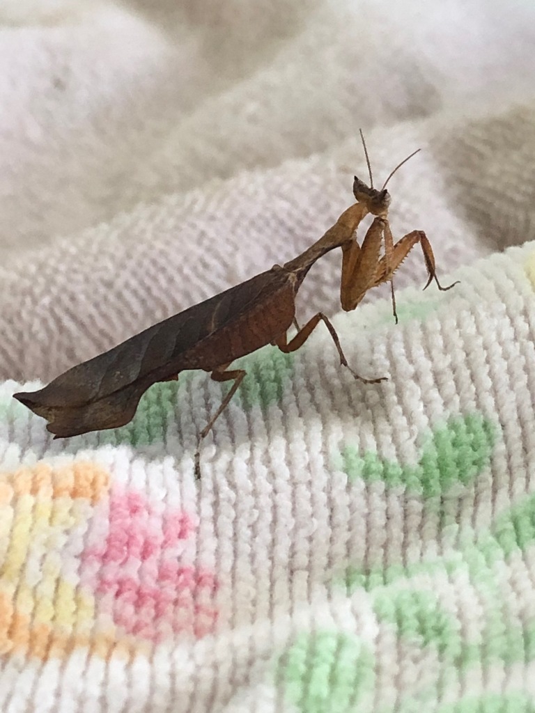 Acanthops parafalcata from Black Rock, Trinidad and Tobago on September ...