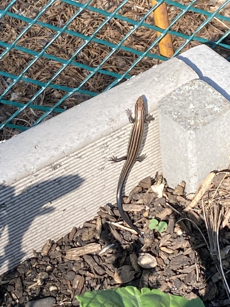 Northern Prairie Skink in September 2020 by tcacek · iNaturalist