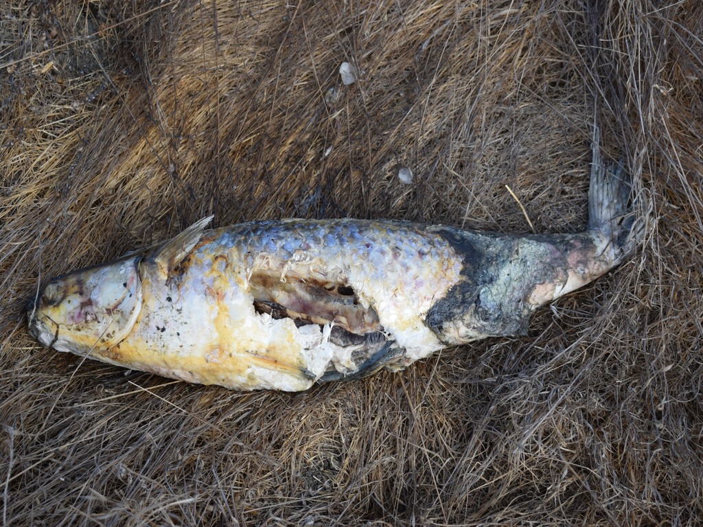Sea Mullet from Baylands, Santa Clara County, USA on September 18, 2020 ...