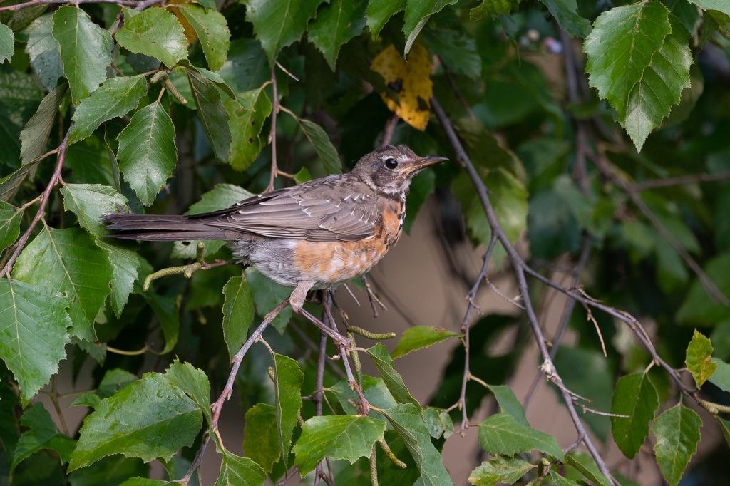 American Robin from Montgomery, Maryland, United States on September 16 ...
