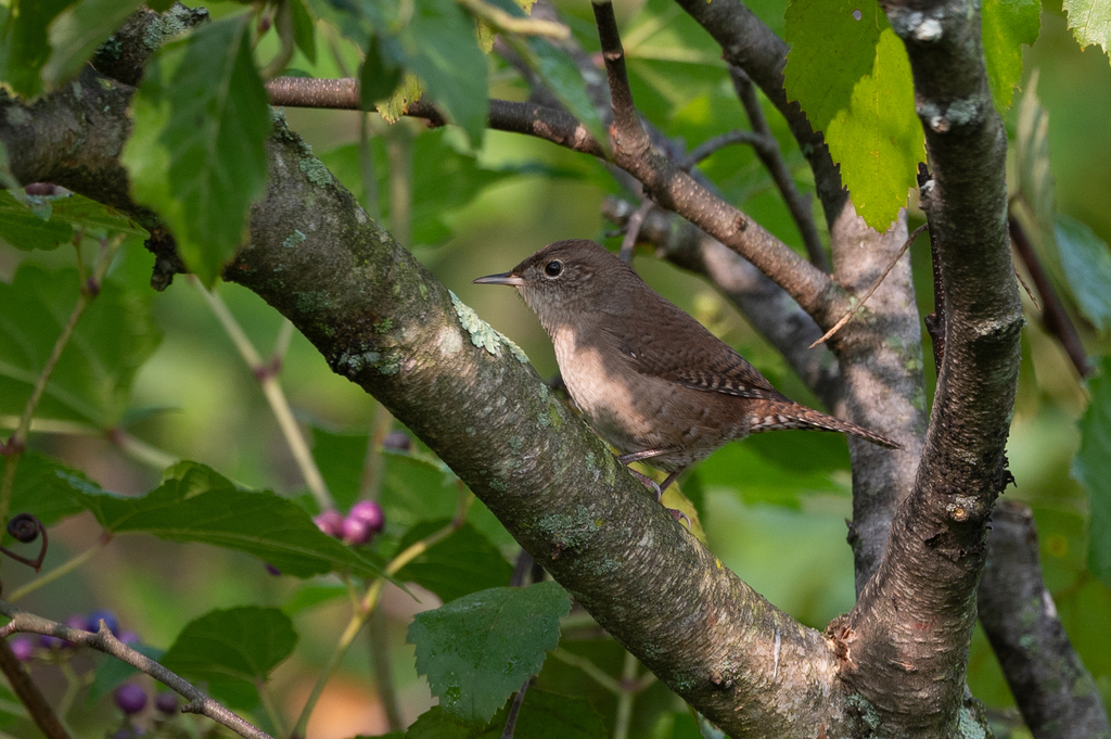 House Wren from Forest Glen, Silver Spring, MD, USA on September 16 ...