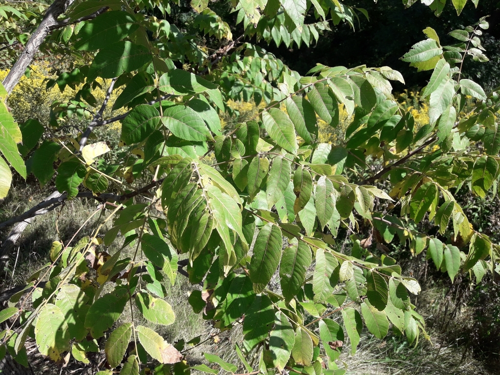 eastern black walnut from Hamilton, ON L9K 1R4, Canada on September 18 ...