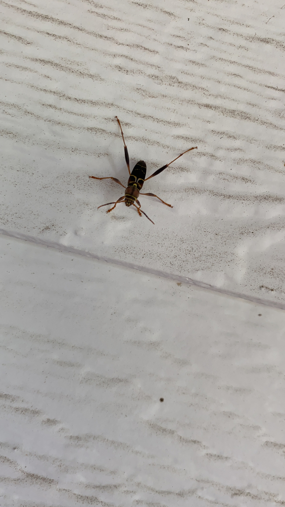 Neoclytus mucronatus from Watkinsville on September 18, 2020 at 08:51 ...