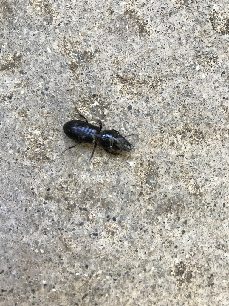 Big-headed Ground Beetle from Kalamazoo College, Kalamazoo, MI, US on ...
