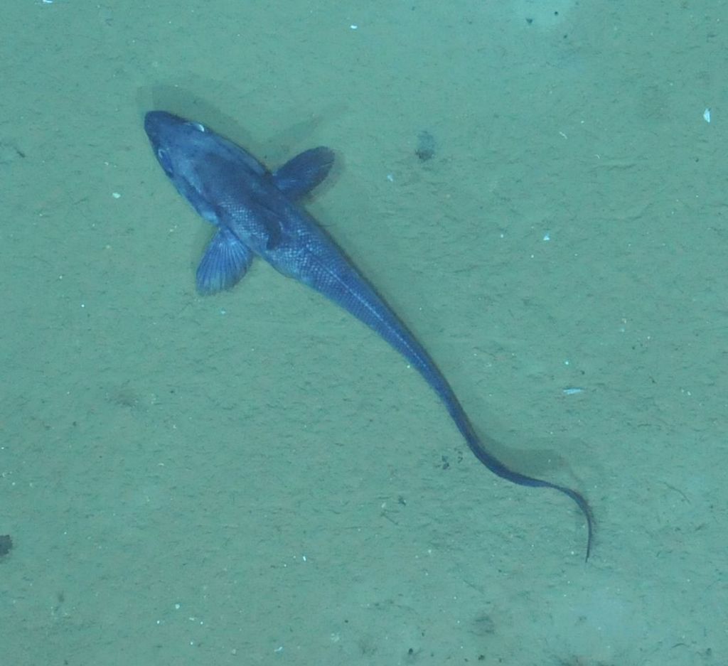 Grenadiers (Macrouridae) - Marine Life Identification