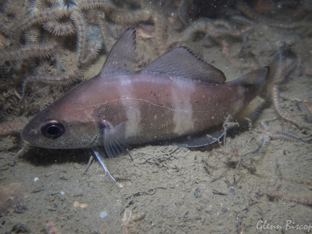 Pouting (Trisopterus luscus) - Marine Life Identification