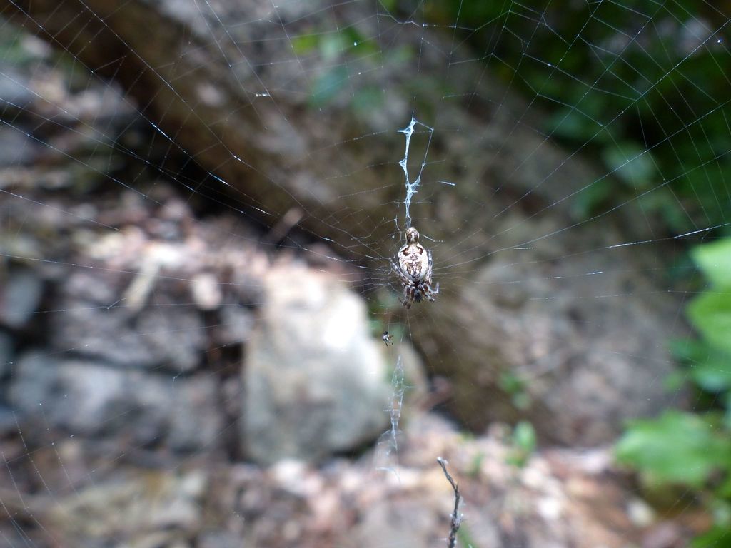 Conical Trashline Orbweaver from Griffith Park, Fern Dell, Central LA ...
