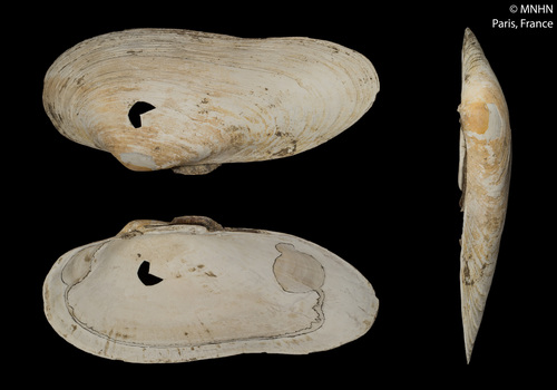 シロウリガイ属 (Calyptogena)