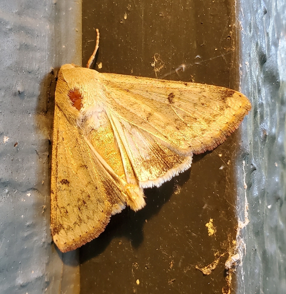 Corn Earworm Moth in September 2020 by Whitney Mattila · iNaturalist