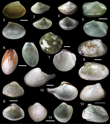 Calyptogena magnifica · iNaturalist