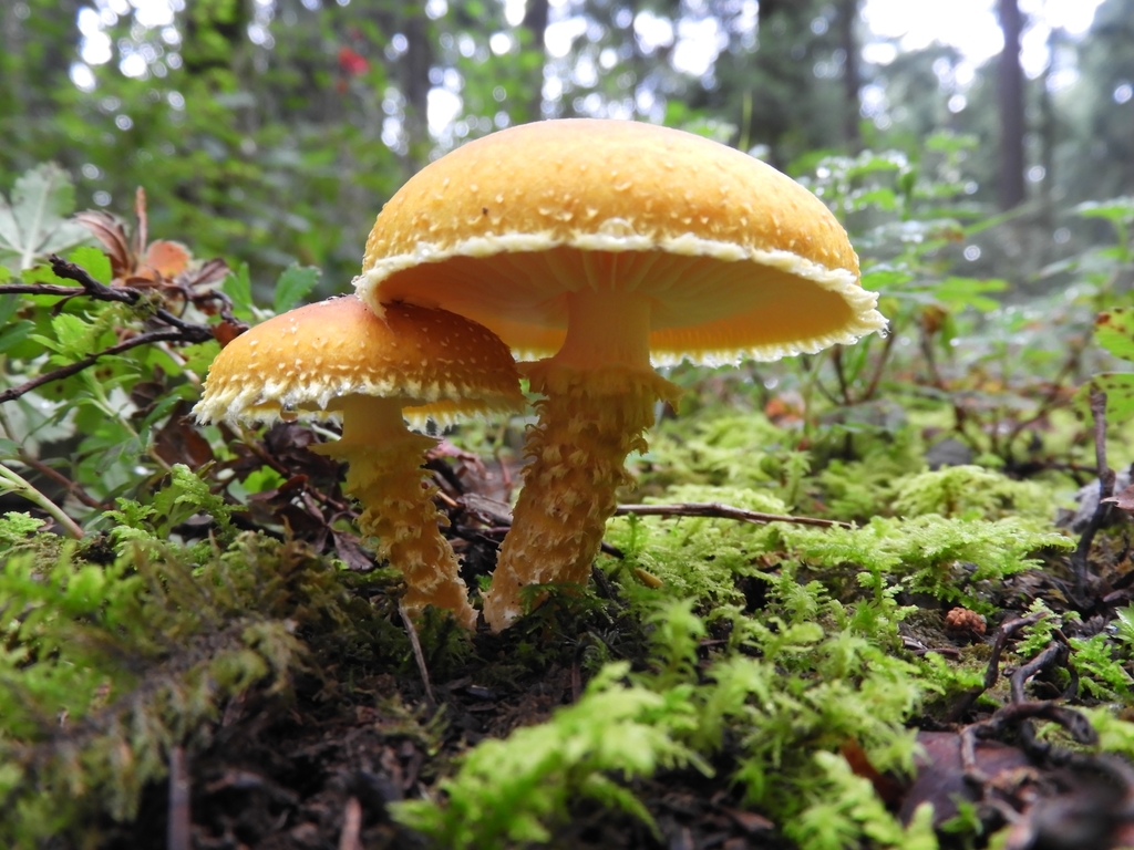 Floccularia albolanaripes from Texcoco, Méx., México on September 16 ...