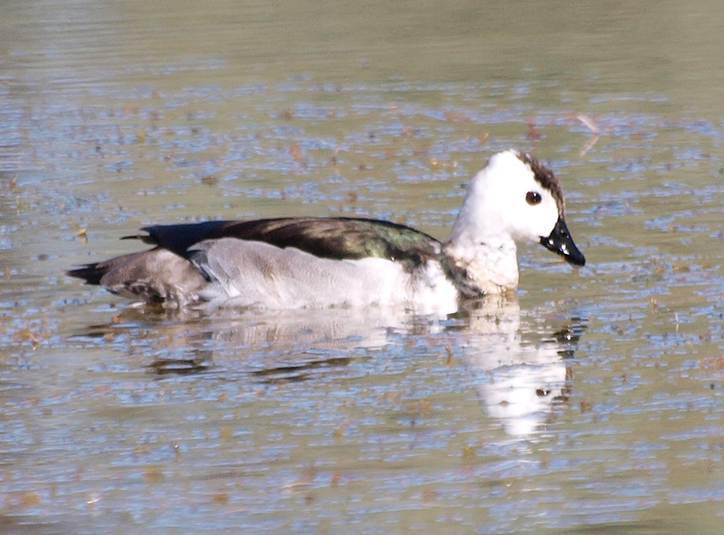 Cotton Pygmy-Goose (Nettapus coromandelianus) - Avian Discovery