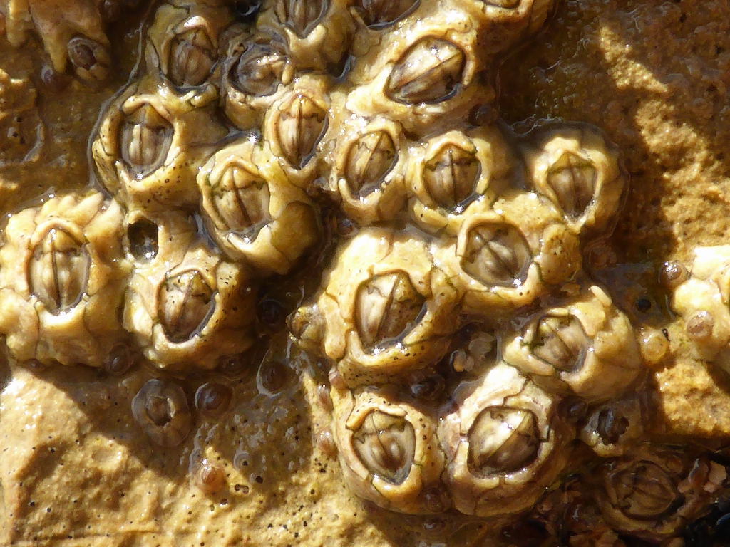 Poli's Stellate Barnacle (Intertidal species of NE Atlantic) · iNaturalist