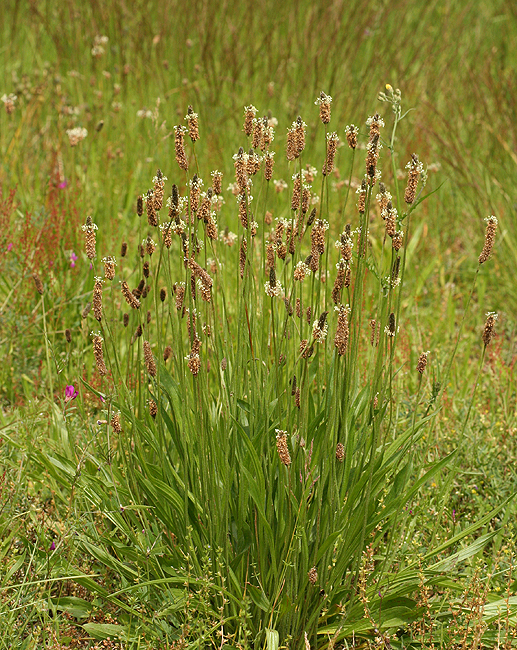 ribwort plantain (Lacamas Prairie Non-Native Species) · iNaturalist