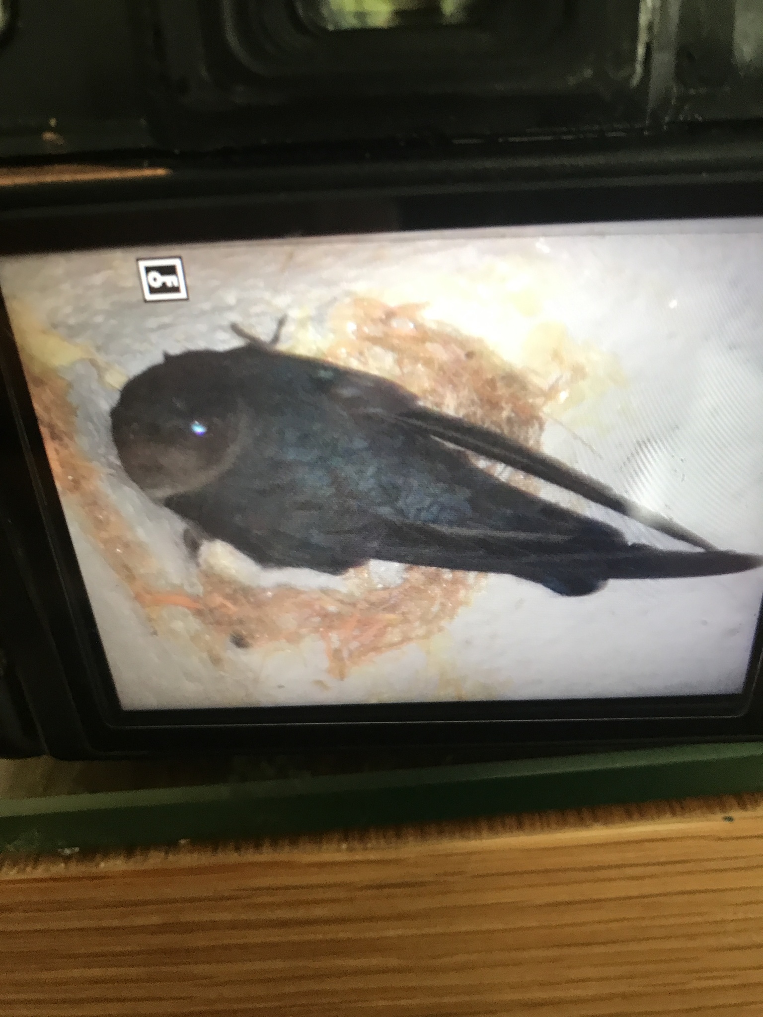 Collocalia affinis Beavan, 1867