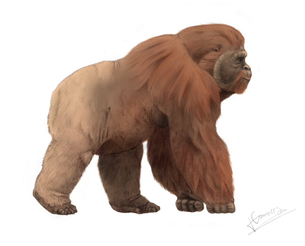 (Gigantopithecus) - Know Your Mammals