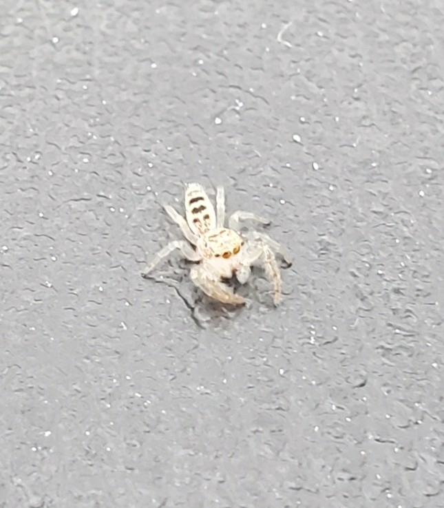 White-jawed Jumping Spider in September 2020 by micahbowman. https ...