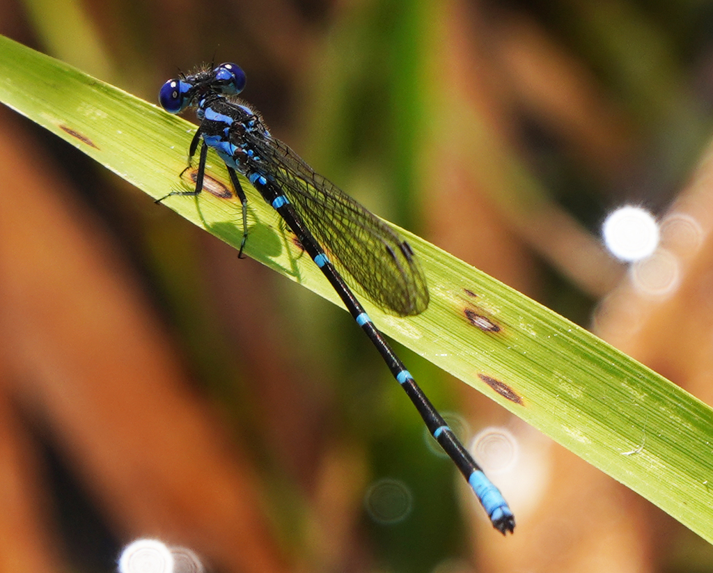 Blue-ringed Dancer from Hemphill County, TX, USA on September 05, 2020 ...