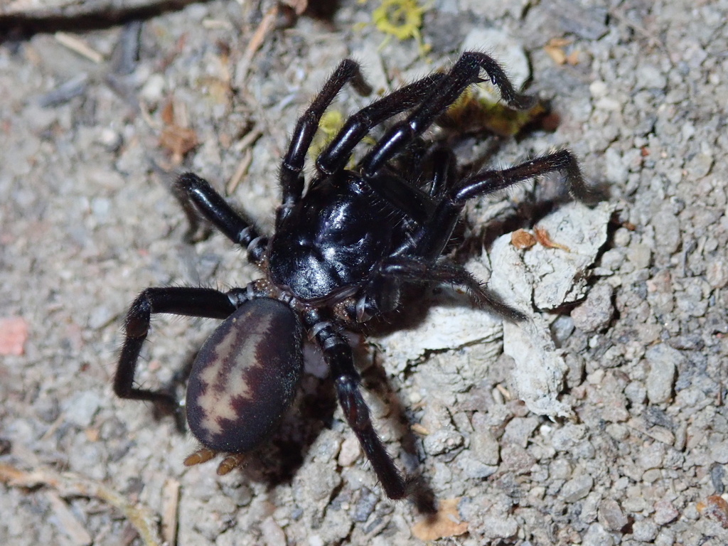 Goldeneye Wafer-lid Spiders in September 2020 by Tsssss · iNaturalist