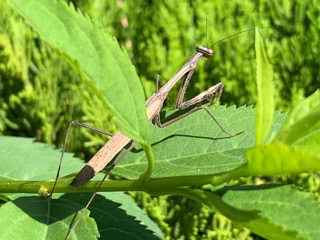 Asian Jumping Mantis from 中国山东省烟台市芝罘区 on September 19, 2020 at 03:17 AM ...