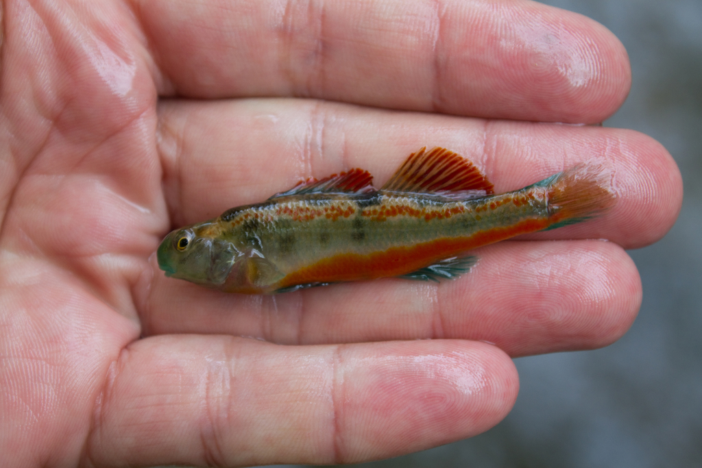 Typical Darters (Etheostoma) - Marine Life Identification