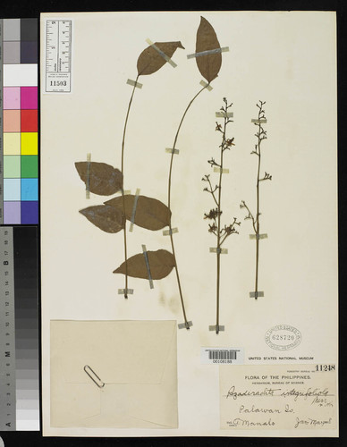 Azadirachta excelsa · iNaturalist United Kingdom