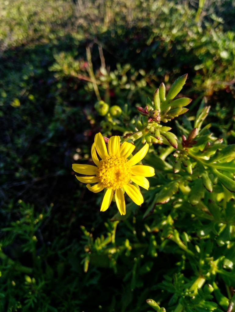 Shore Groundsel from Wellington 5022, New Zealand on September 18, 2020 ...