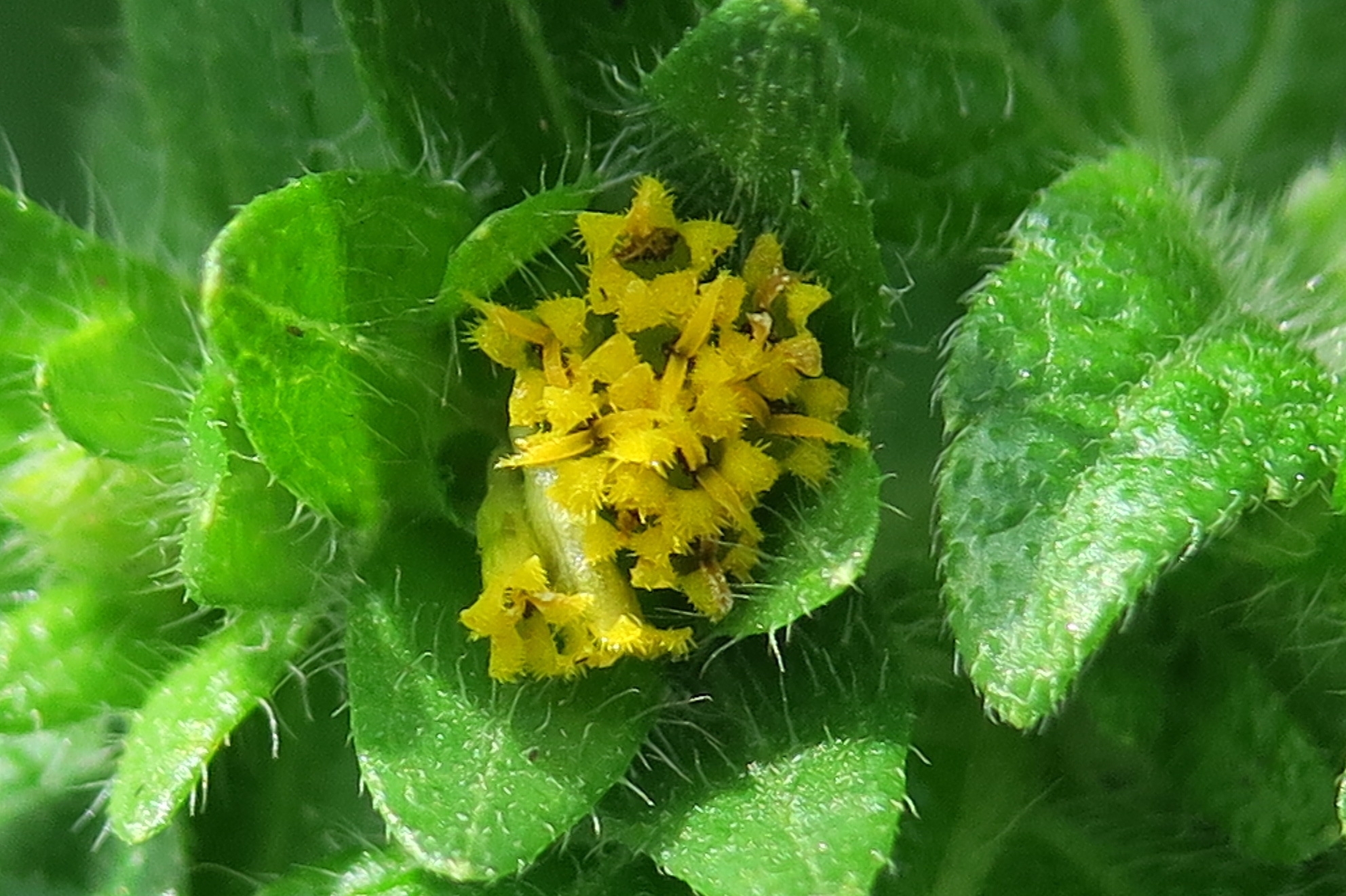 Eleutheranthera ruderalis (Sw.) Sch.Bip.