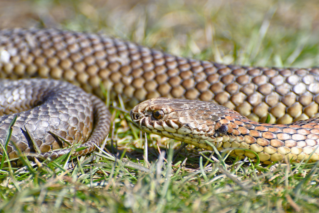 Highlands Copperhead (Austrelaps ramsayi) - Snakes and Lizards