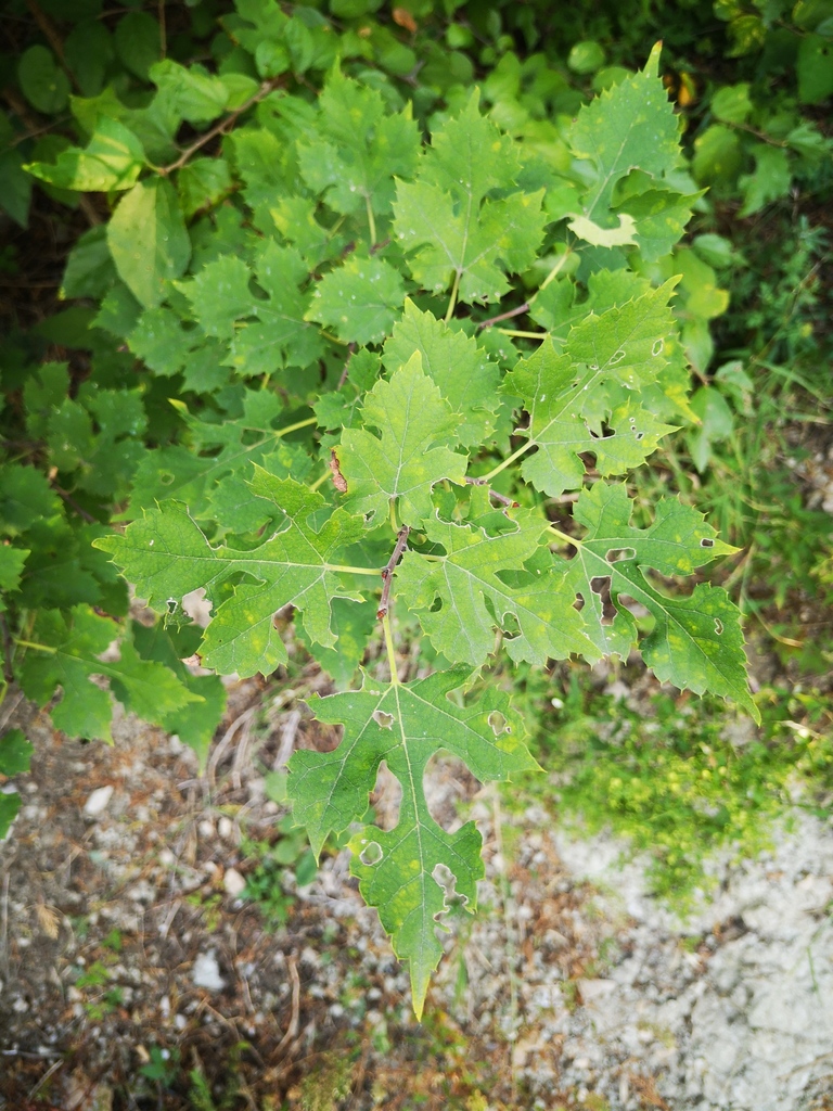 (Morus mongolica) - Botanical Realm