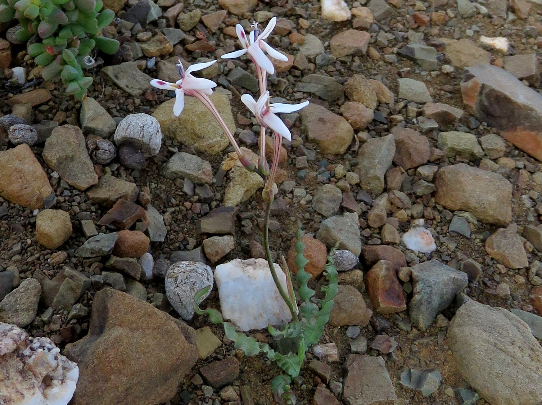 Tritonia tugwelliae L.Bolus