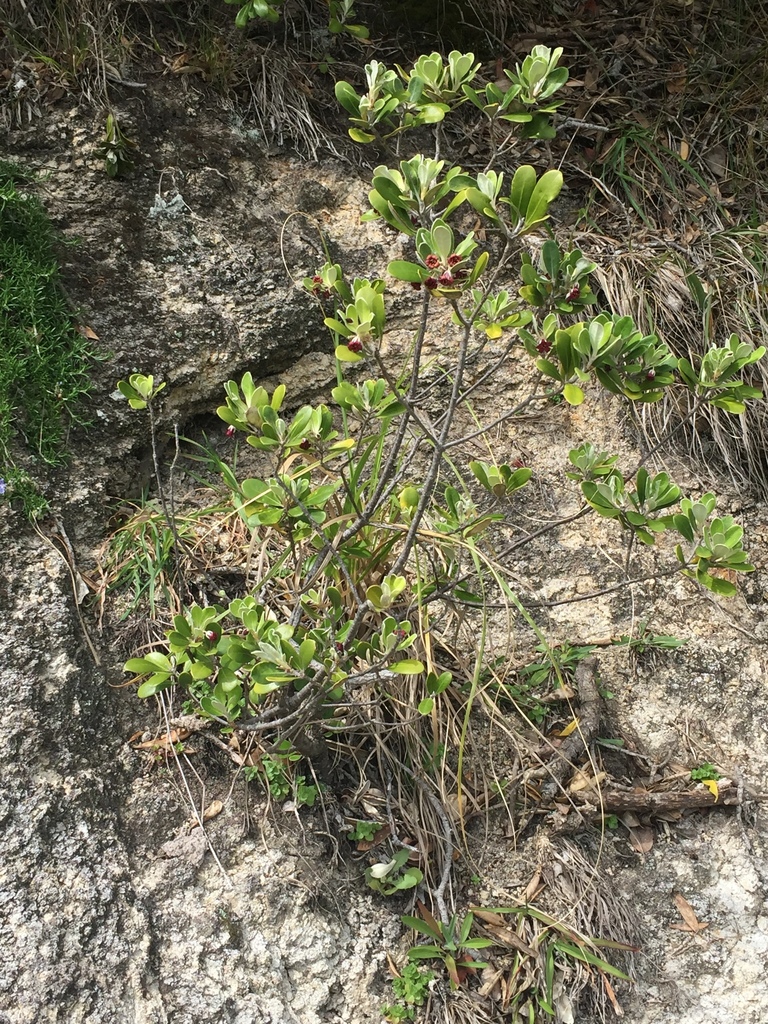 Karo from Waikato, New Zealand on September 19, 2020 at 11:37 AM by ...