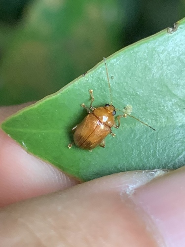 Colaspoides picea · iNaturalist