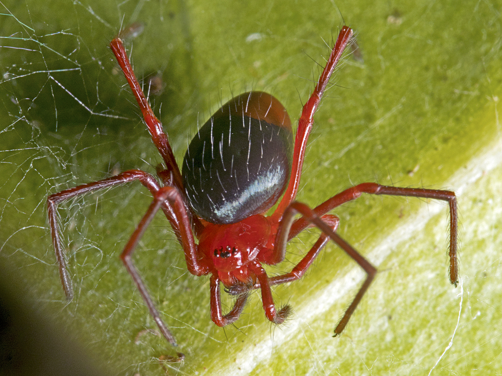 Dimidamus dimidiatus from 1964 Mount Glorious Rd, Mount Glorious QLD ...