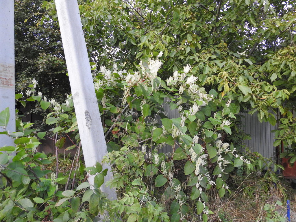 flowering plants from Kursk, Kursk, Russia on September 17, 2020 at 05: ...