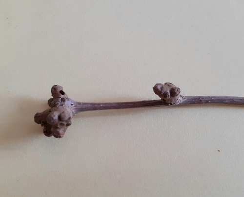 Andricus corruptrix · iNaturalist