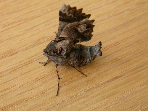 Genus Hypographa · iNaturalist