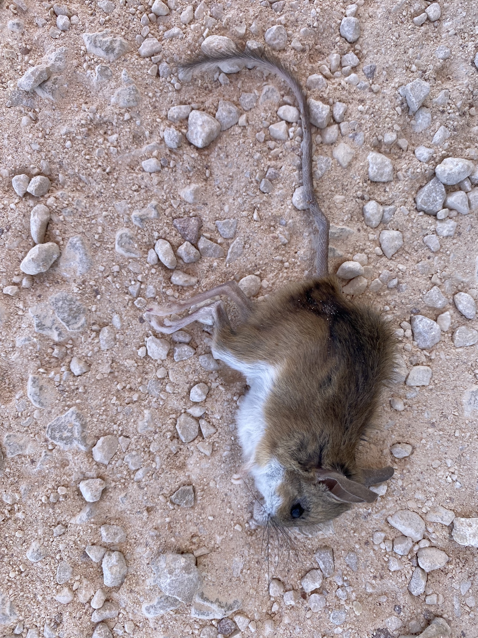 Notomys Lesson, 1842