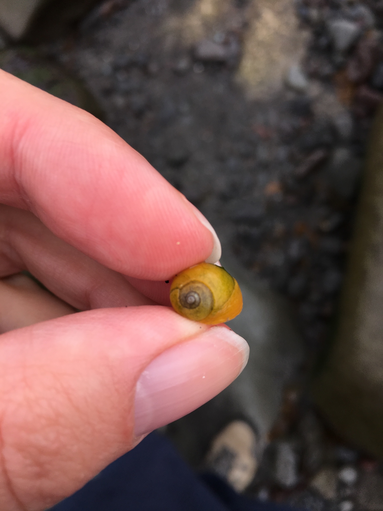 Litorina obtusata (Linnaeus, 1758)