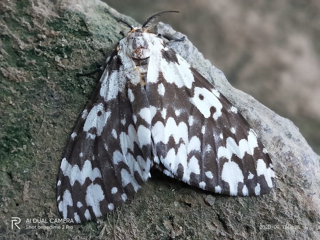 Lymantria from Raghunathpur, Jharkhand 832401, India on September 17 ...