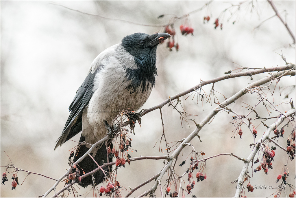 Hooded Crow (Corvus cornix) - Avian Discovery