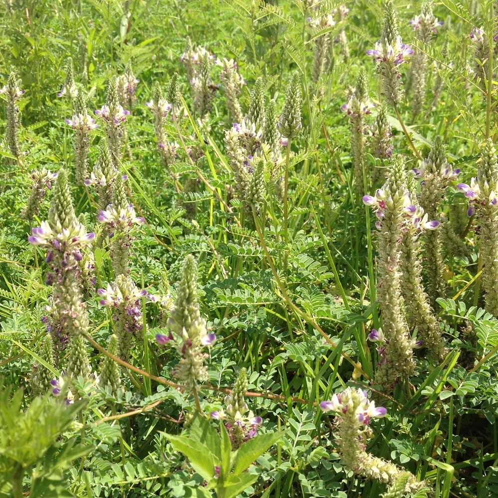 foxtail prairie clover from San Andrés Cholula, 72810 San Andrés ...