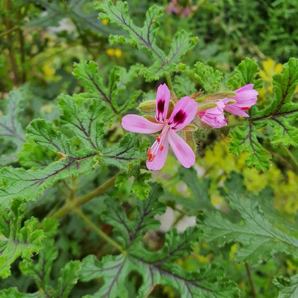 oak-leaved geranium from Groenvallei, Sedgefield, 6573, South Africa on ...